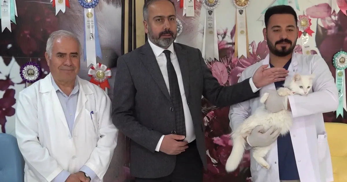 Dünya güzeli Van kedisi ‘Su' 5 yavru doğurdu - Yeni Marmara Gazetesi